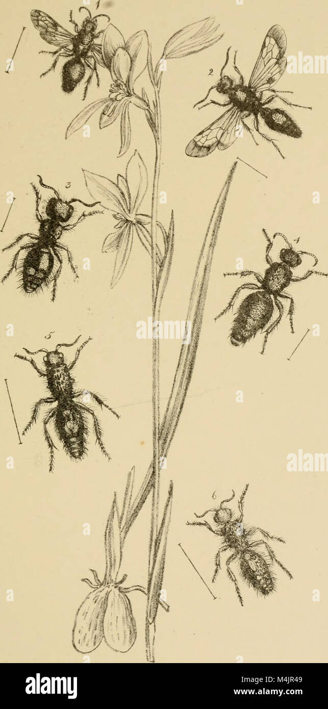 Arcana entomologica; or, Illustrations of new, rare, and interesting ...