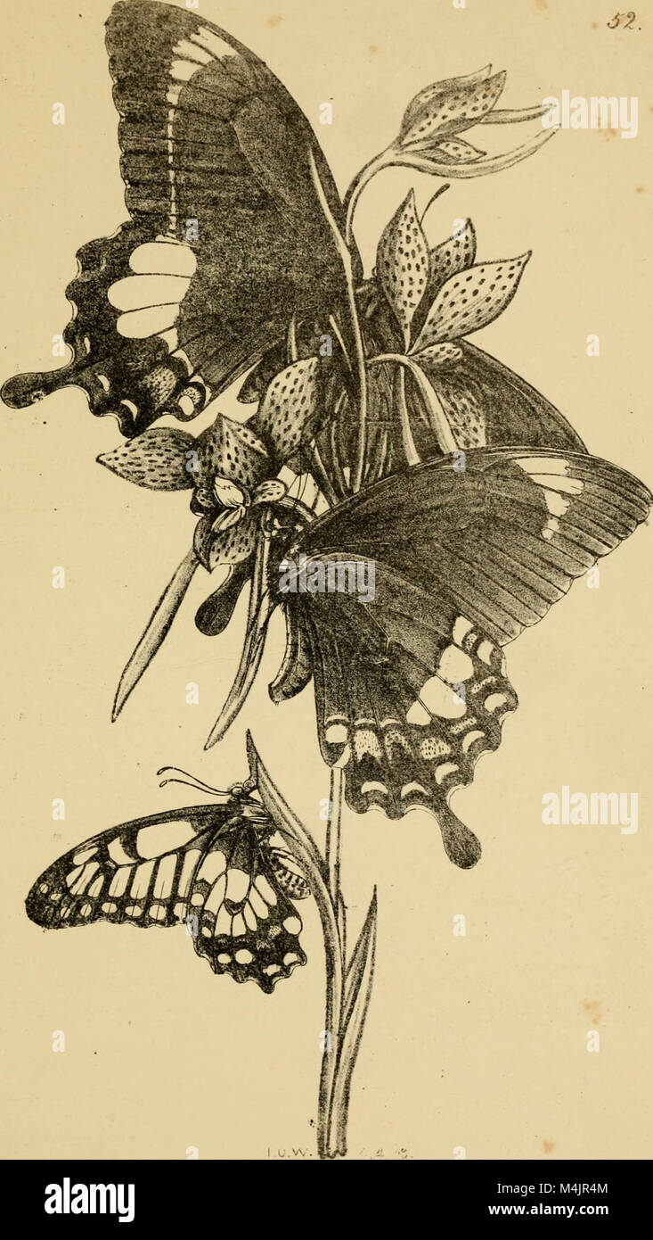 This 1845 work showcases illustrations of rare and newly discovered ...