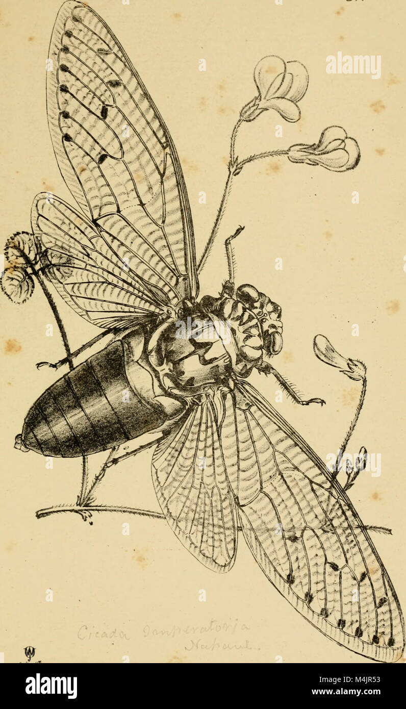 Arcana entomologica; or, Illustrations of new, rare, and interesting ...