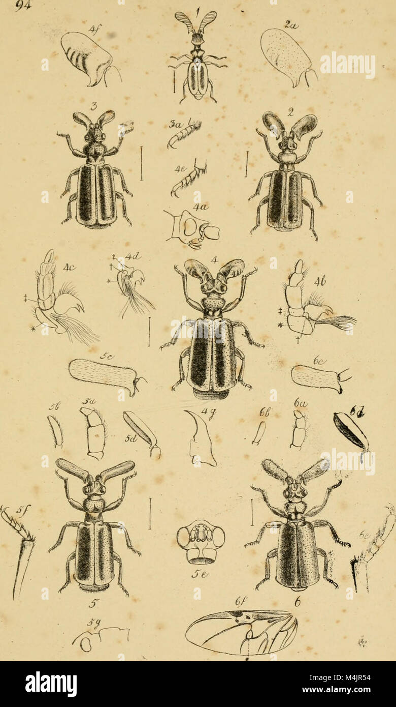*Arcana Entomologica* (1845) is a collection of illustrations ...