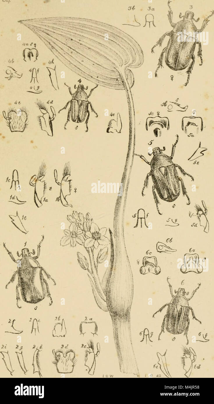 Arcana entomologica; or, Illustrations of new, rare, and interesting ...