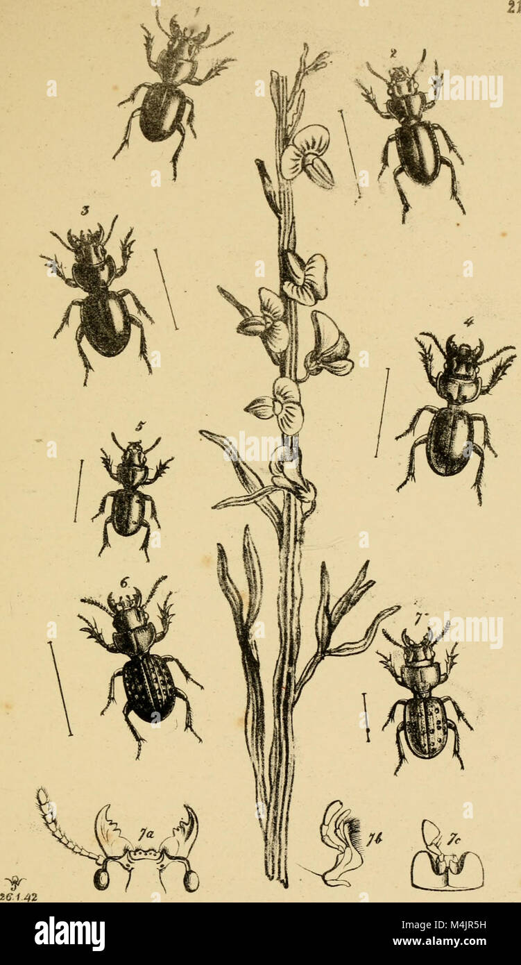 Arcana entomologica; or, Illustrations of new, rare, and interesting ...