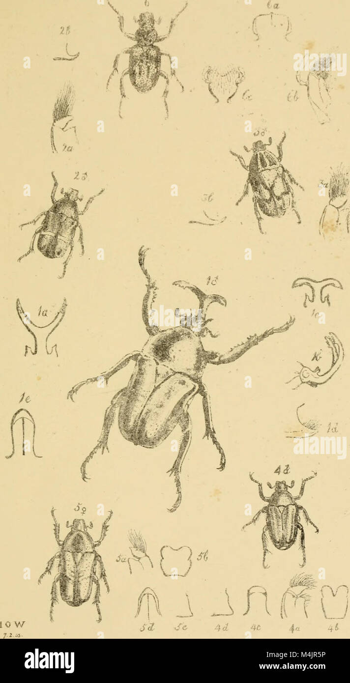 Arcana entomologica; or, Illustrations of new, rare, and interesting ...