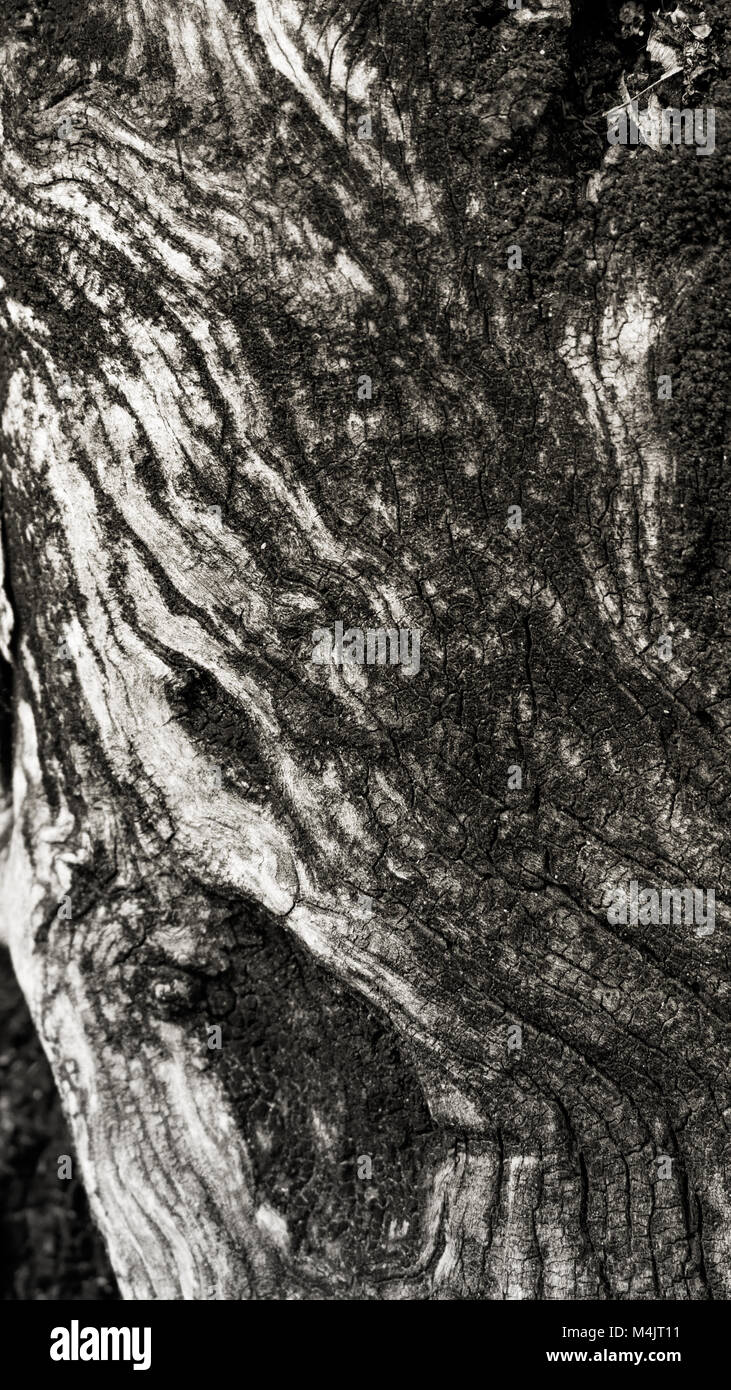 detail of olive tree bark in black and white Stock Photo - Alamy