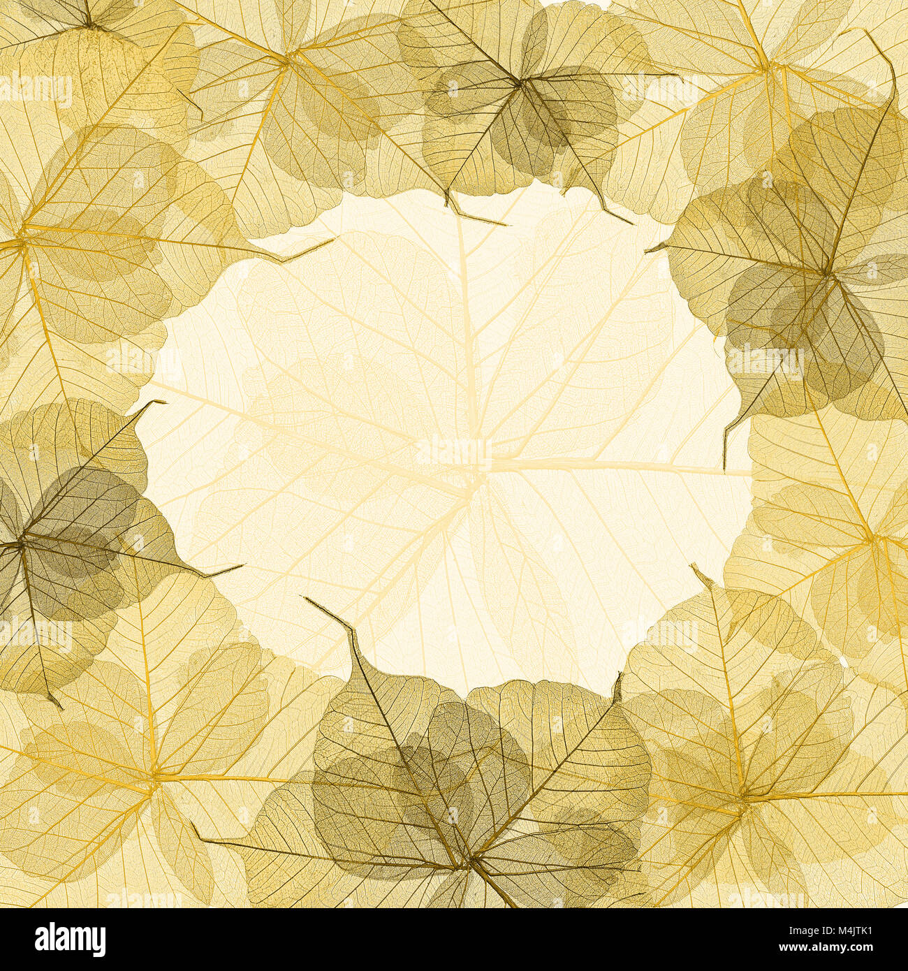 Yellow skeleton leaves frame Stock Photo - Alamy