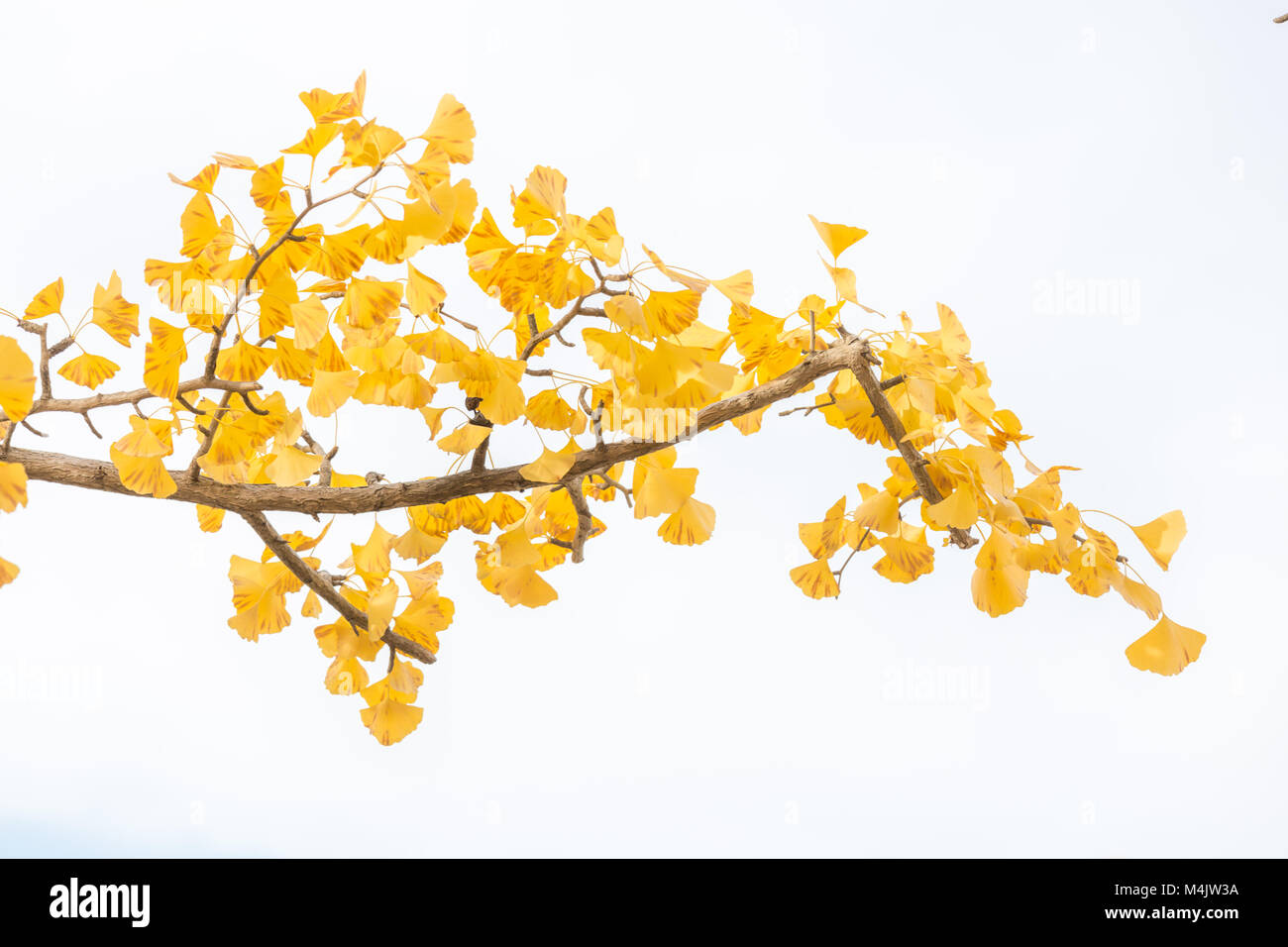 Ginkgo trees Autumn Stock Photo - Alamy