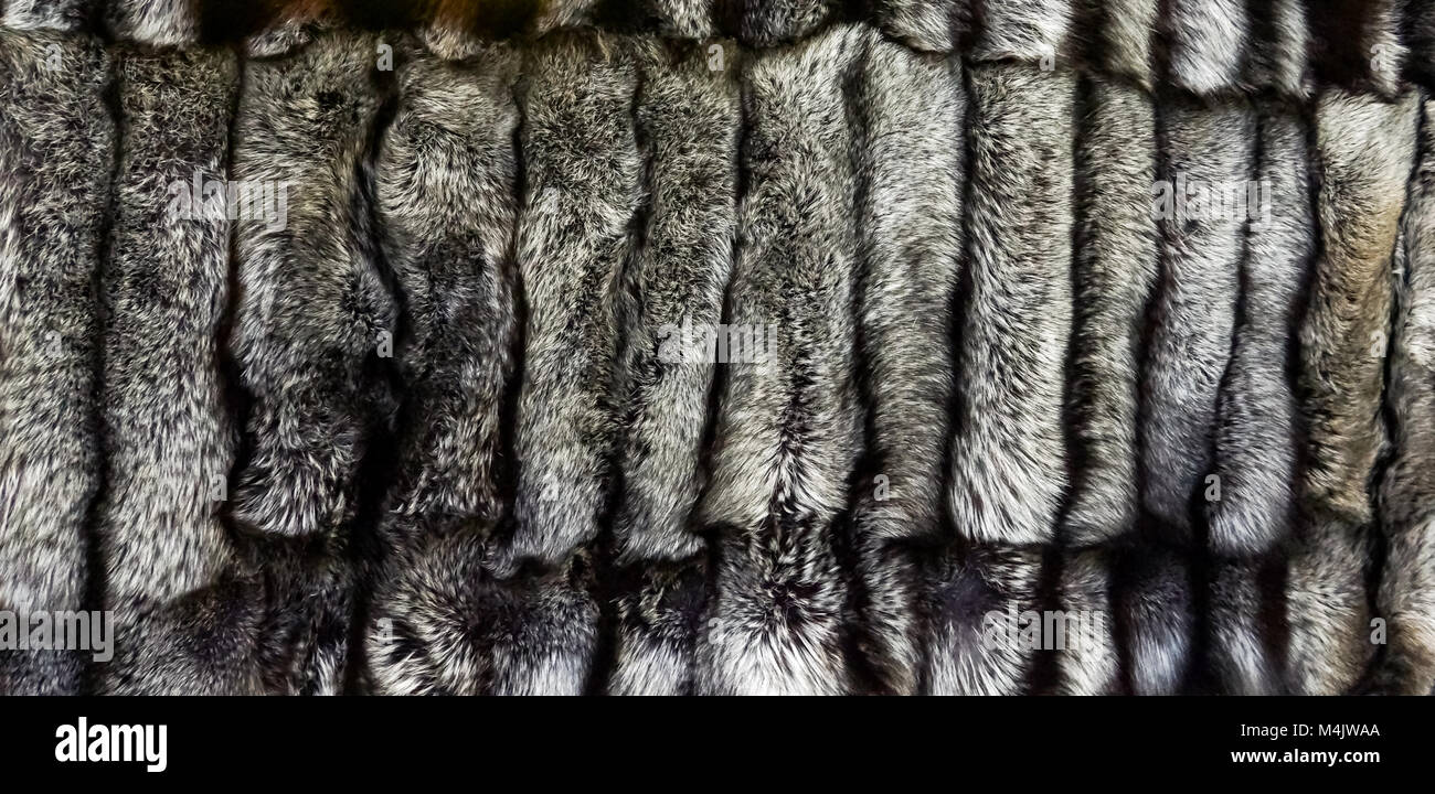 Closeup of the natural silver fox furs Stock Photo - Alamy