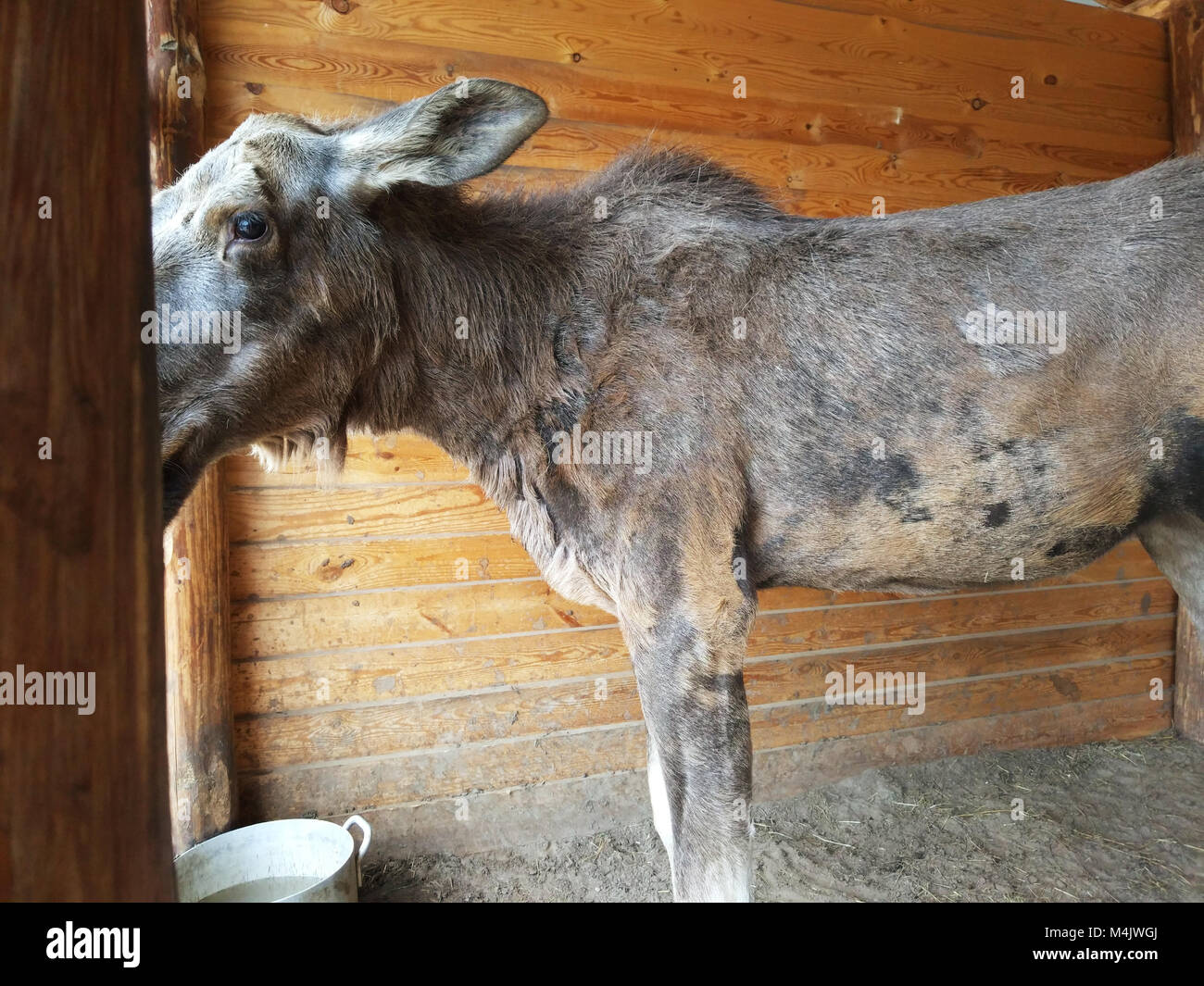 Sick zoo animals hi-res stock photography and images - Alamy