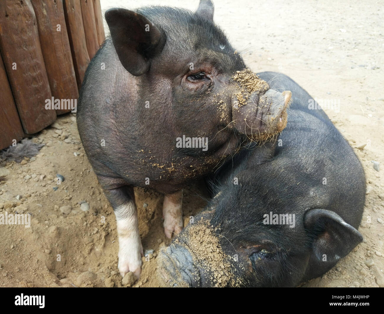two small black pigs Stock Photo - Alamy