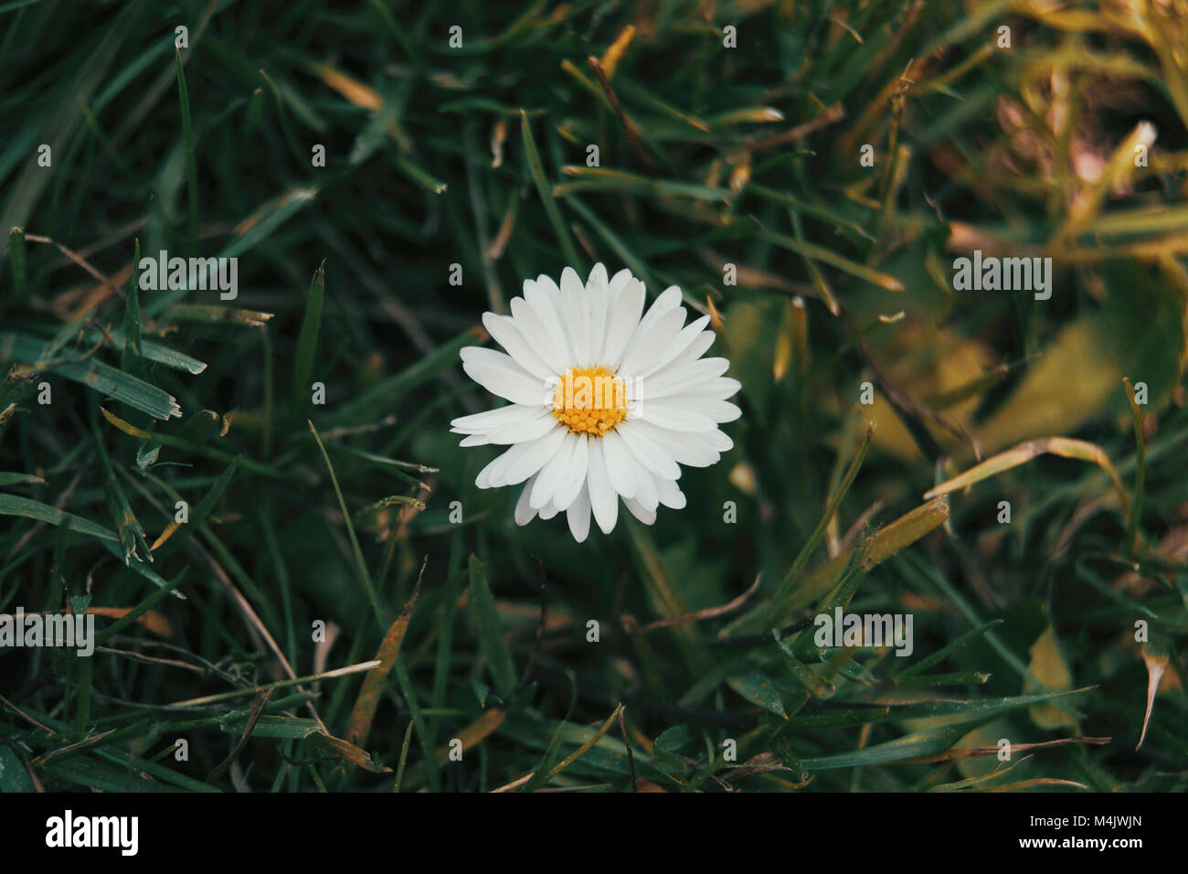 a single daisy seen from above with its white flower Stock Photo - Alamy