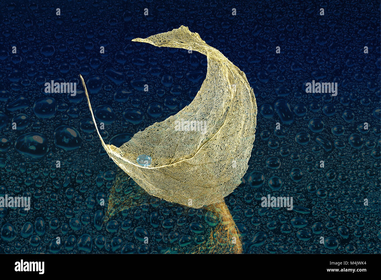 Skeletal leaf texture hi-res stock photography and images - Alamy