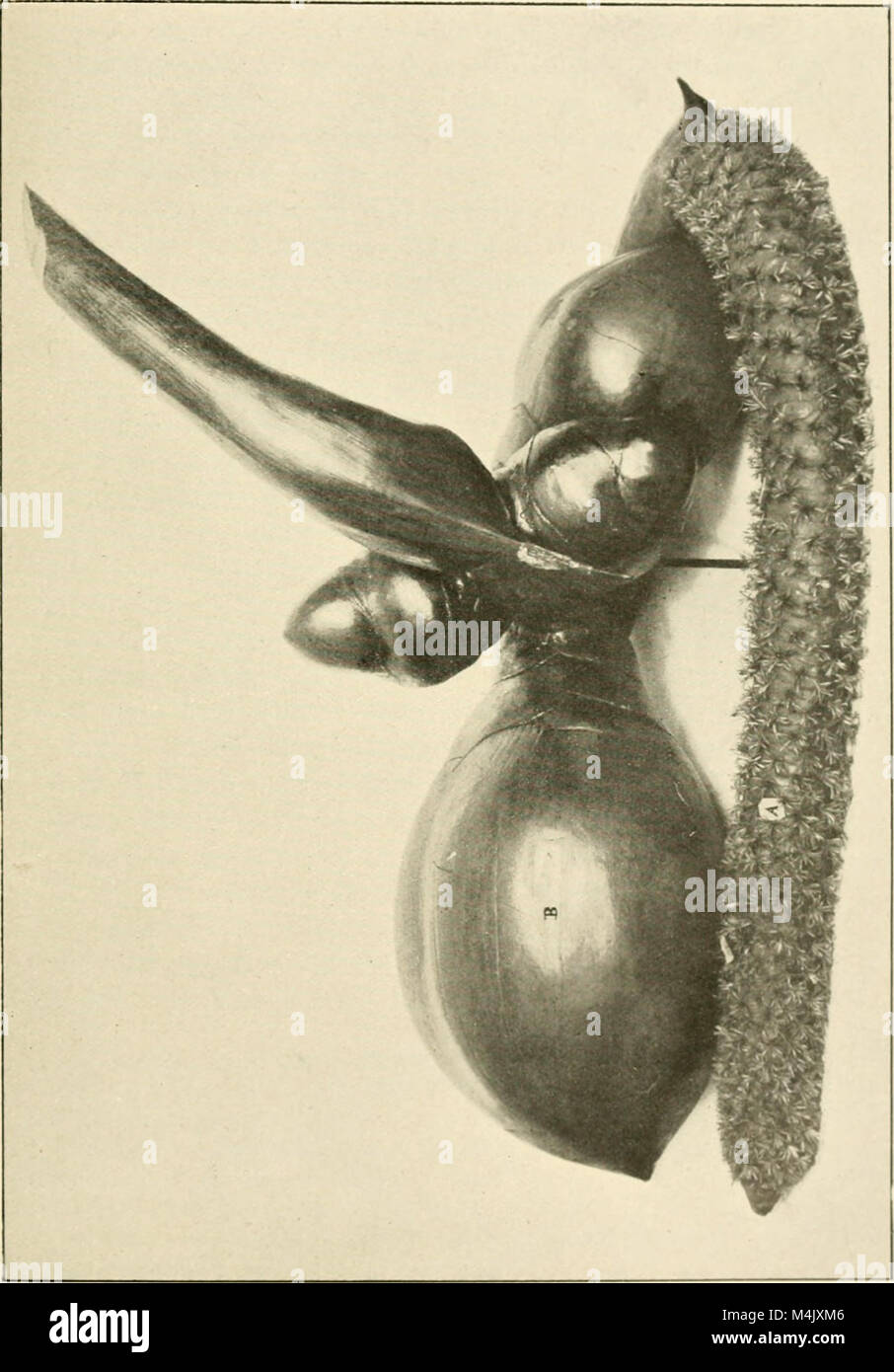 The 'Annales du MusÃ©e Colonial de Marseille' (1907-1954) provides a ...