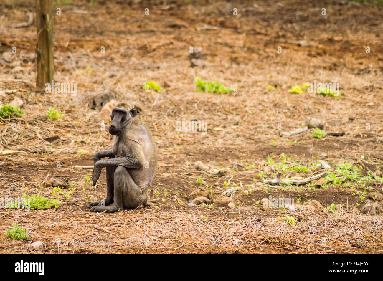 Sick and hairless baboon sitting in the savannah of Amboseli Park in ...