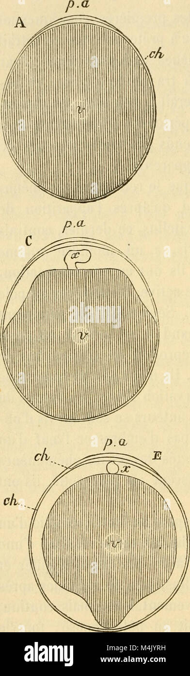 Biology archives hi-res stock photography and images - Alamy