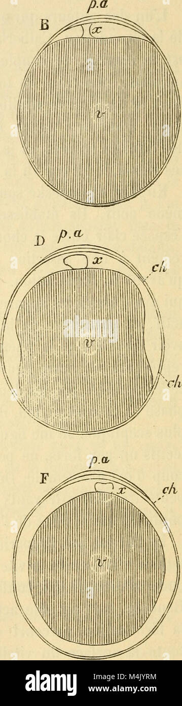 Archives de biologie. Archives of biology (1881) (19752594895 Stock ...