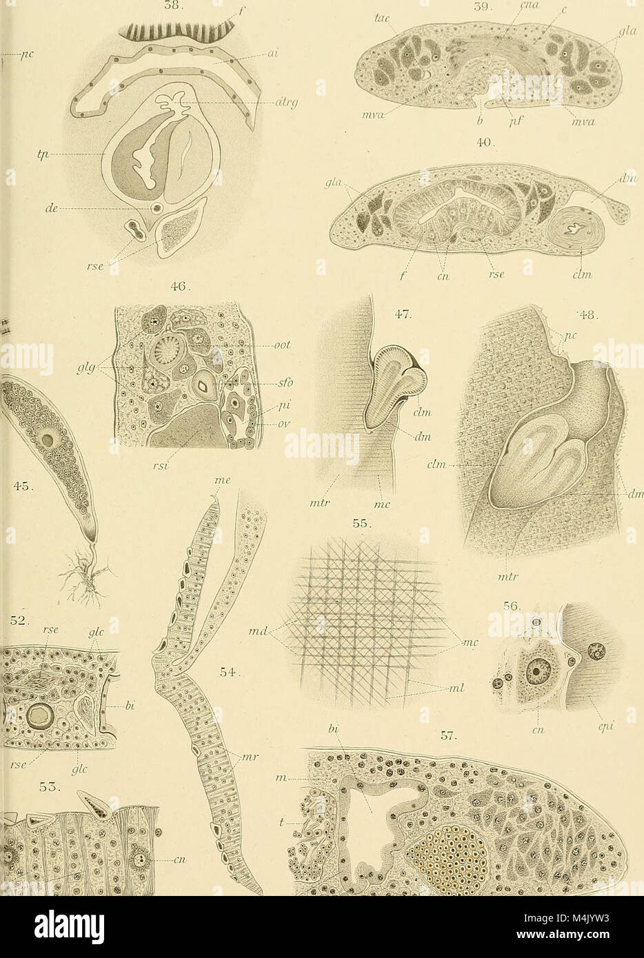 Archives de parasitologie (1899) (19566834879 Stock Photo - Alamy