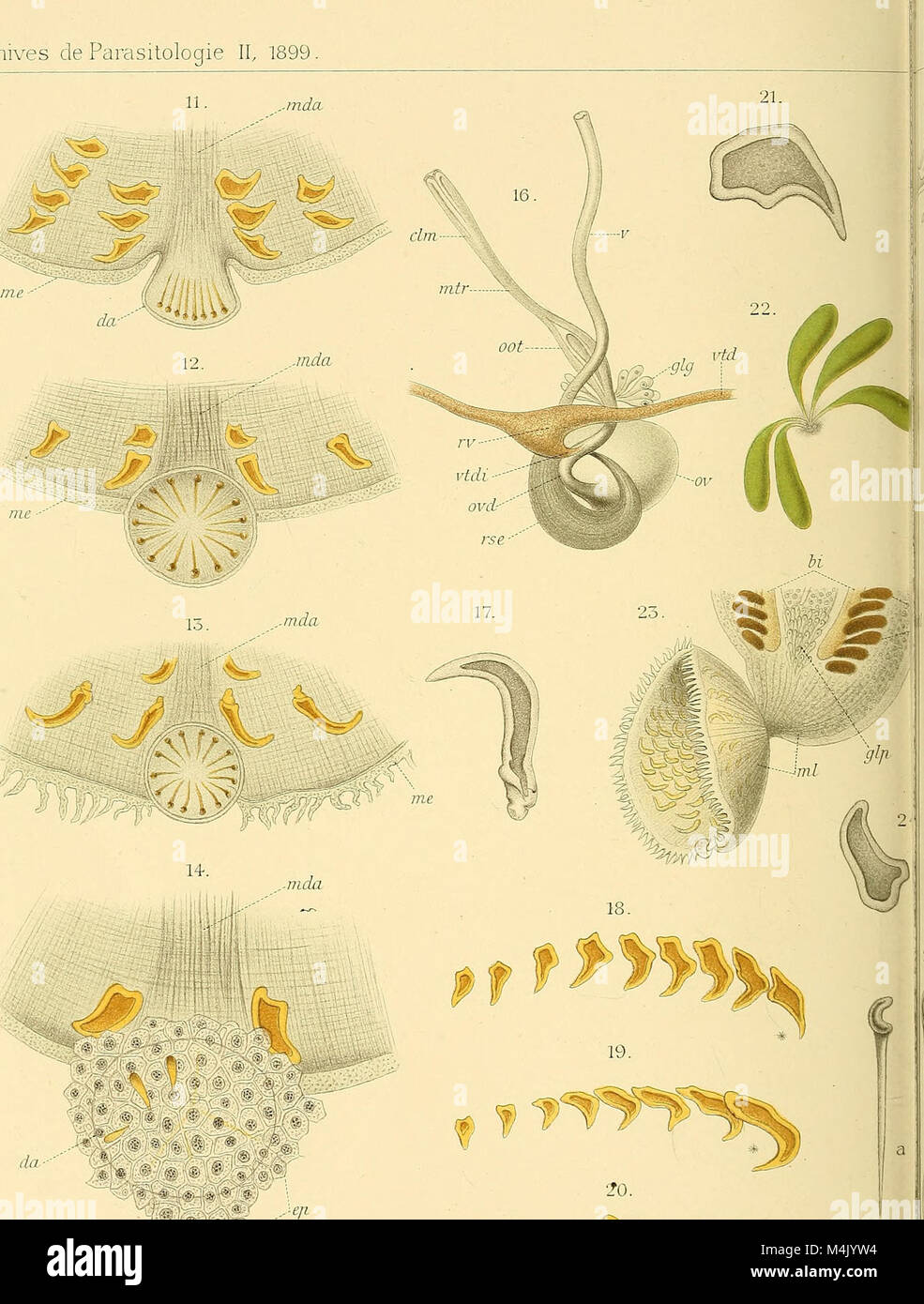 This 1899 archive focuses on parasitology, the study of parasites. It ...