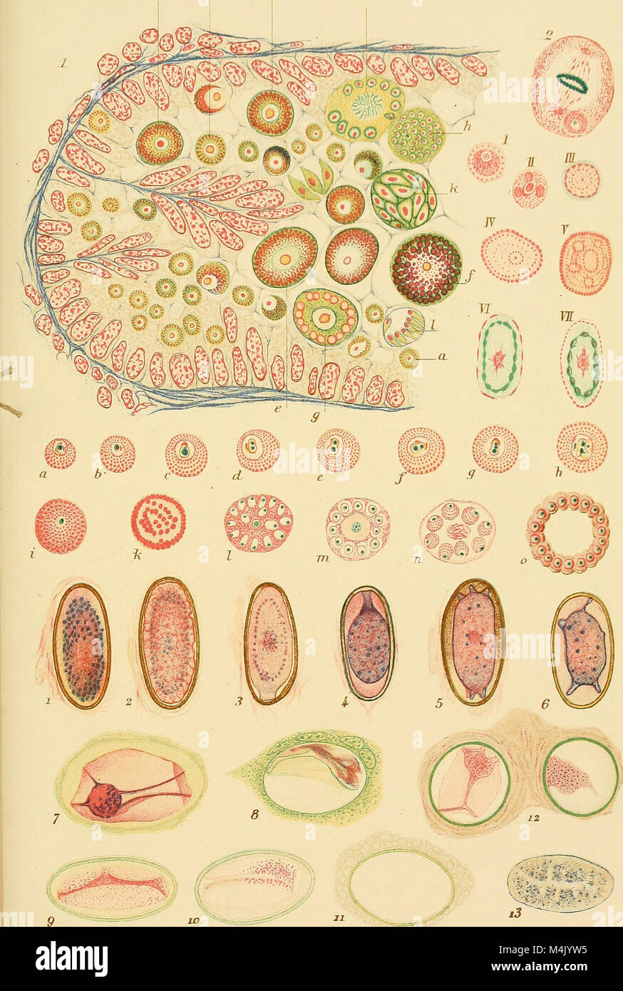 Archives de parasitologie (1899) (19566839359 Stock Photo - Alamy