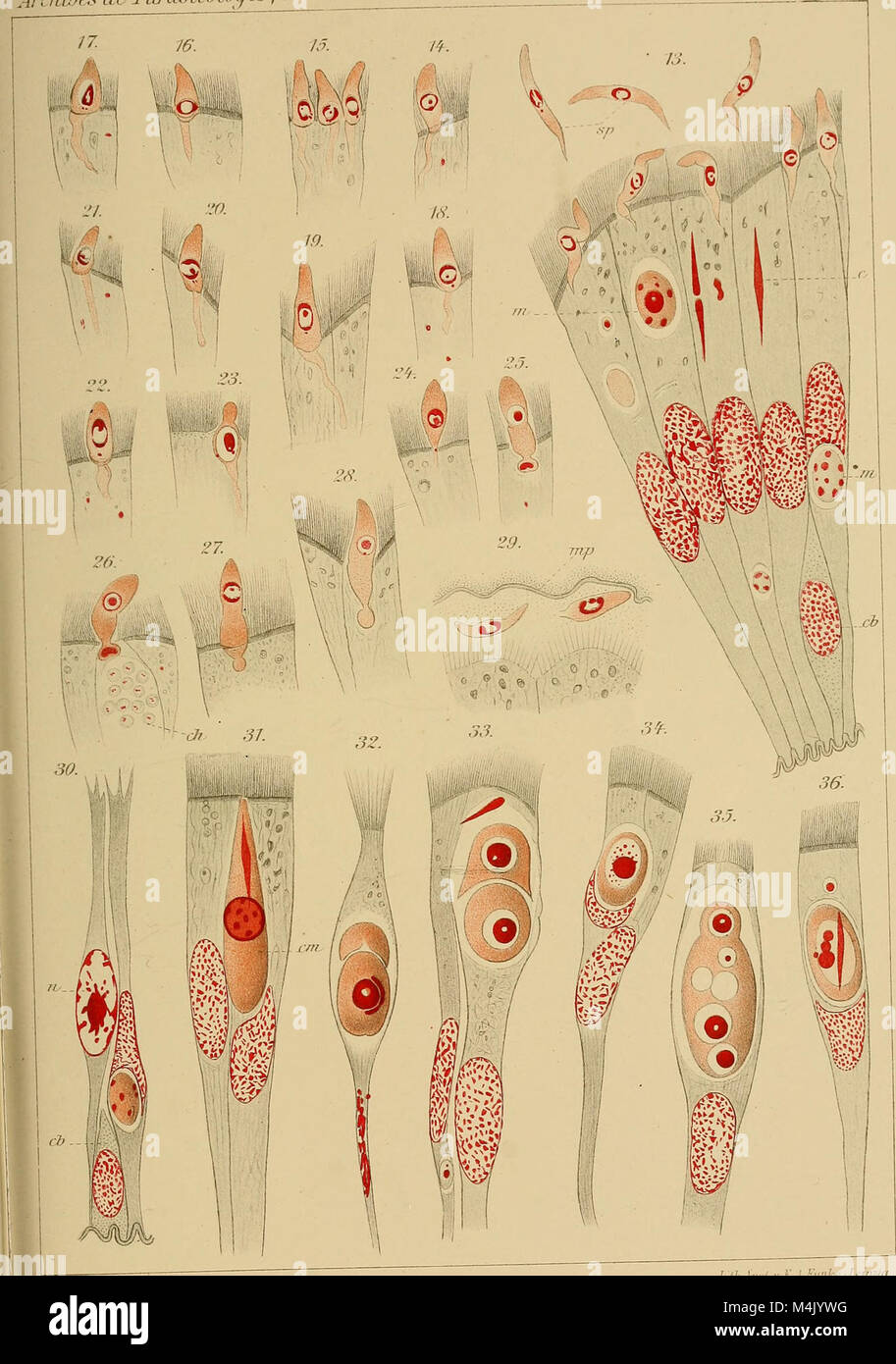The 'Archives de Parasitologie' from 1902 publishes research on ...