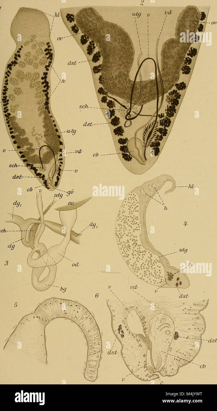 Archives De Parasitologie High Resolution Stock Photography and Images ...