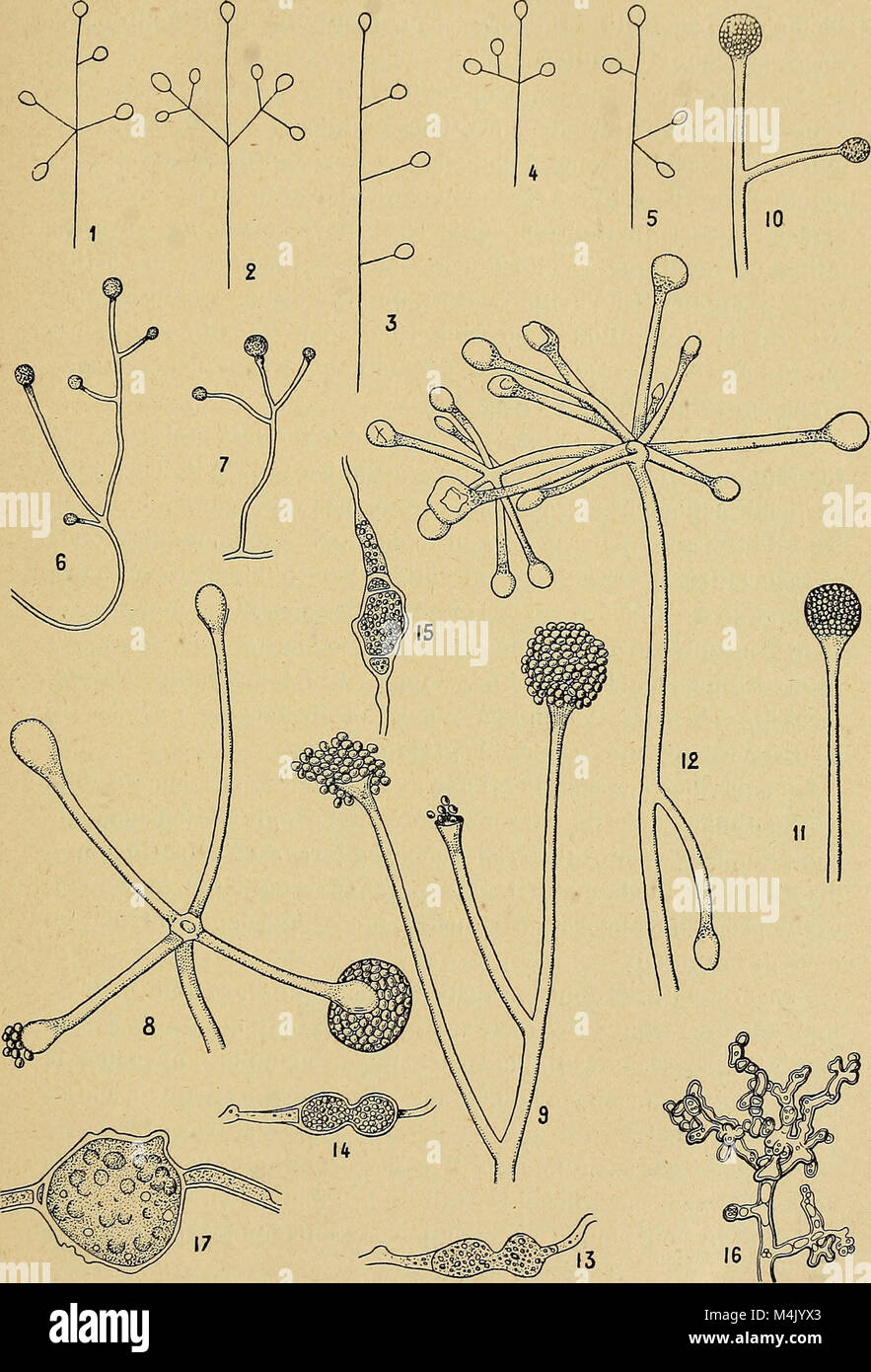 Archives de parasitologie hi-res stock photography and images - Alamy