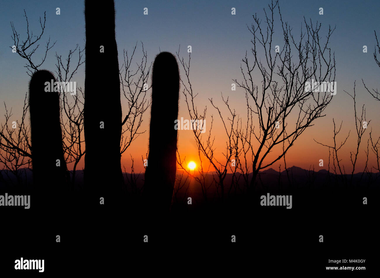 Large Saguaro cactus with two arms and mountains in silhouette at ...