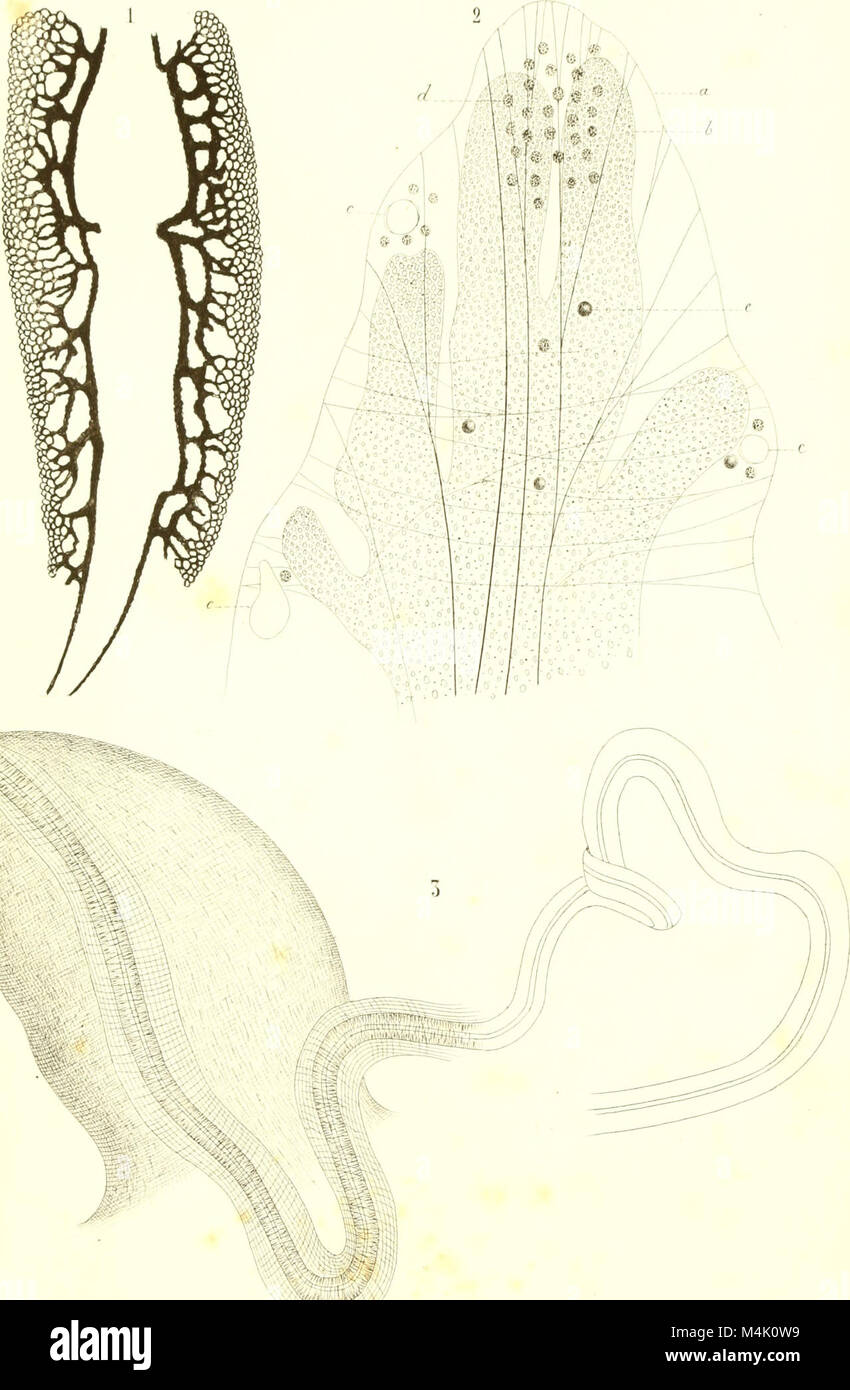 The 1870 volume of the Annals of the Civic Museum of Natural History in ...