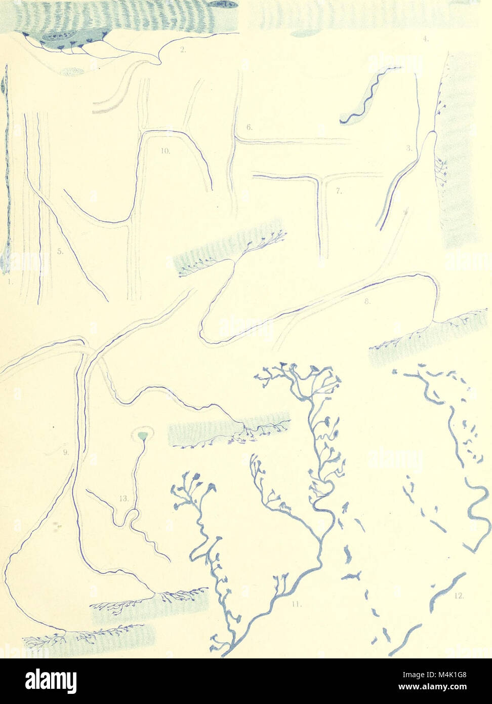 'Arkhiv biologicheskikh nauk' (1915) is a Russian scientific journal ...