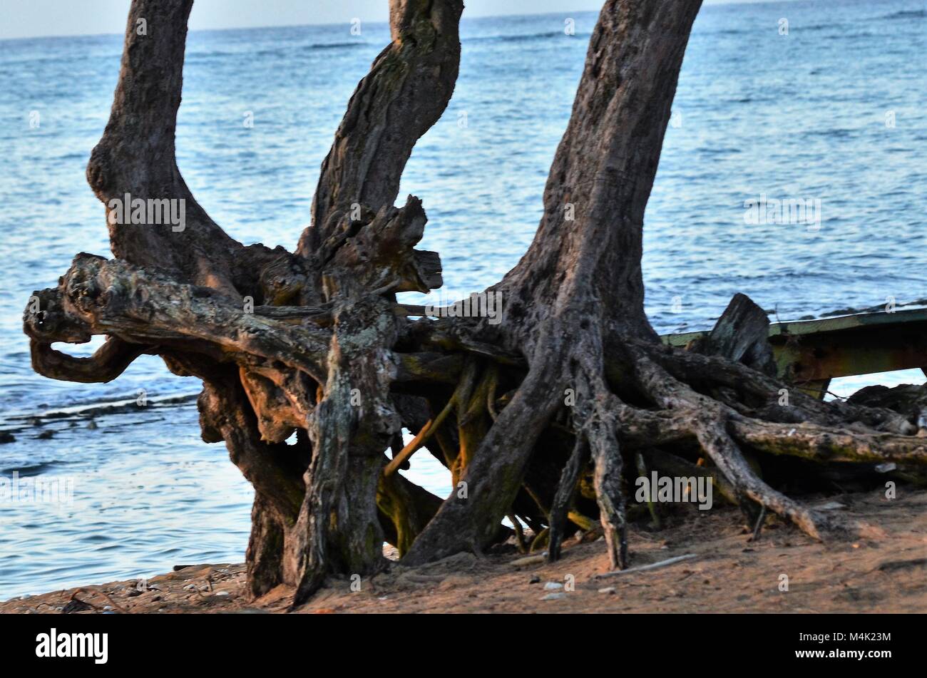 A twisted, entangled tree on the ocean shore, shows its roots and tree ...