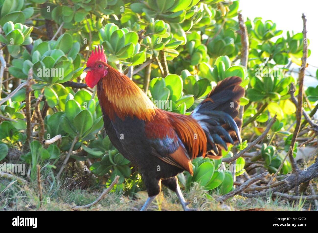 A rooster amongst green tropical foliage in the beautiful Hawaiian ...
