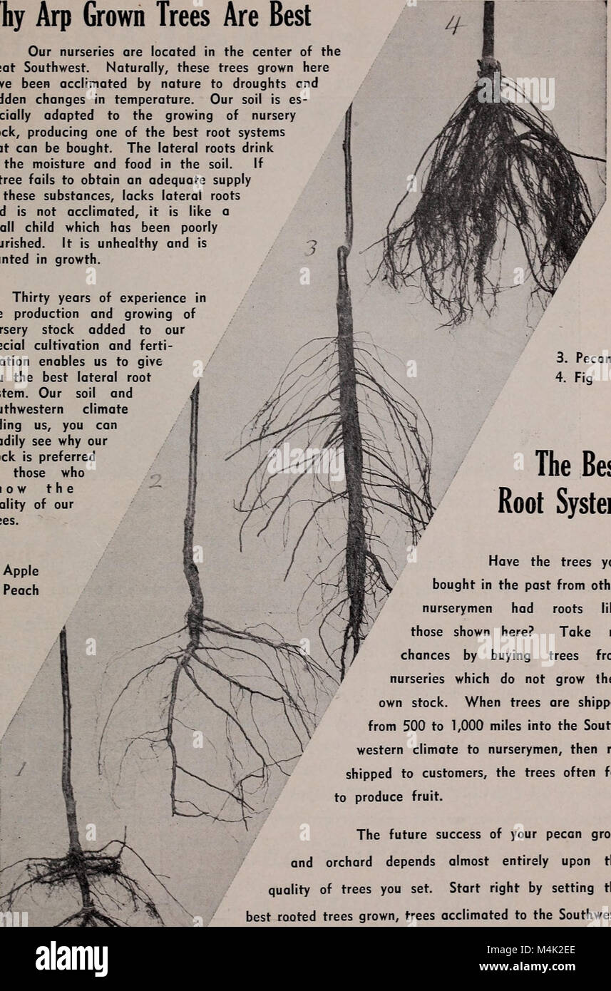 The Arp Nursery Company, founded in 1937, specializes in the ...