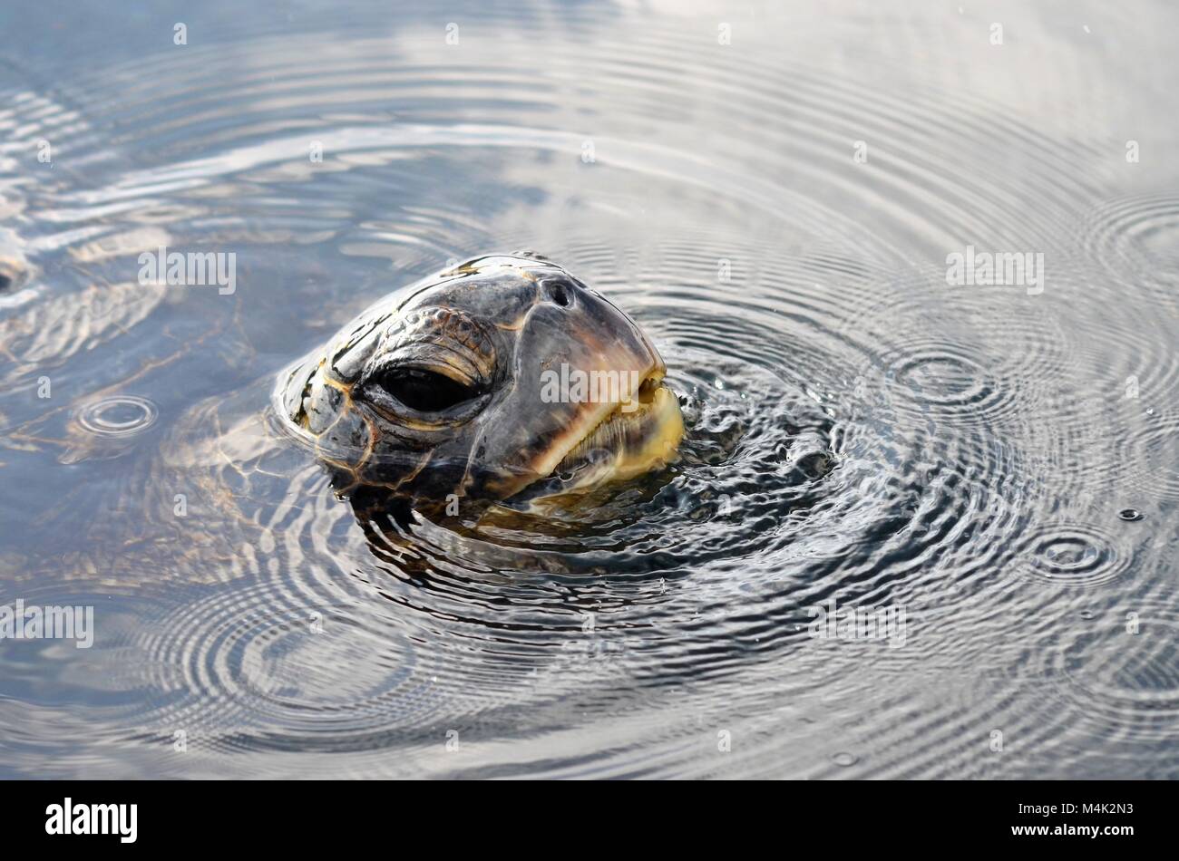 Turtle neck retraction hi-res stock photography and images - Alamy