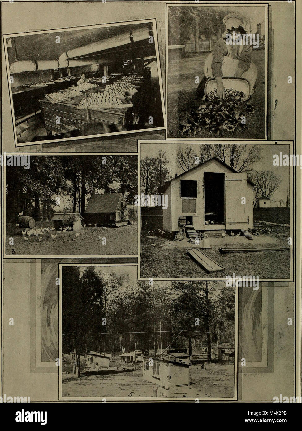 'Artificial Incubating and Brooding' (1922) is a guide that explores ...