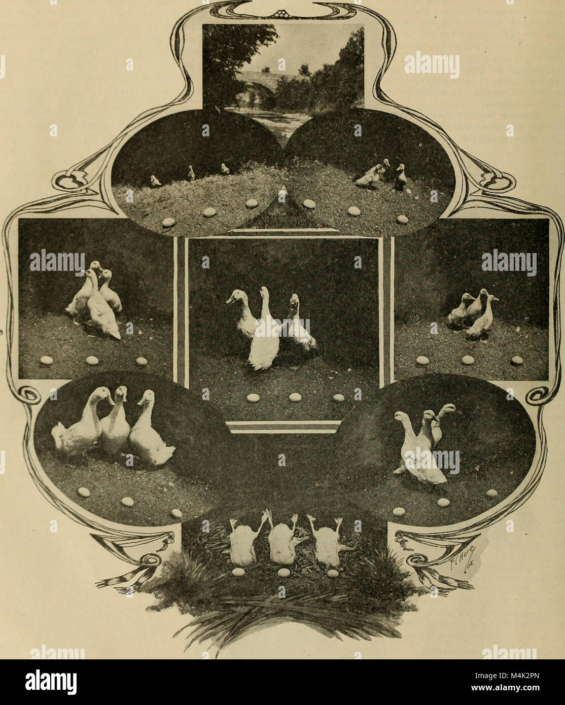 This 1906 work discusses artificial incubation and brooding techniques ...