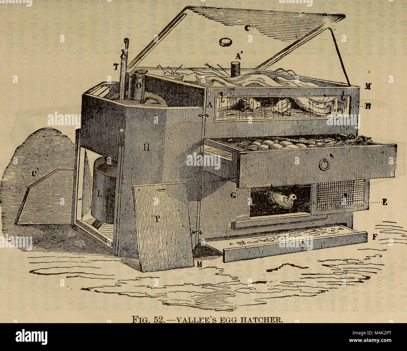 Artificial incubation hi-res stock photography and images - Alamy