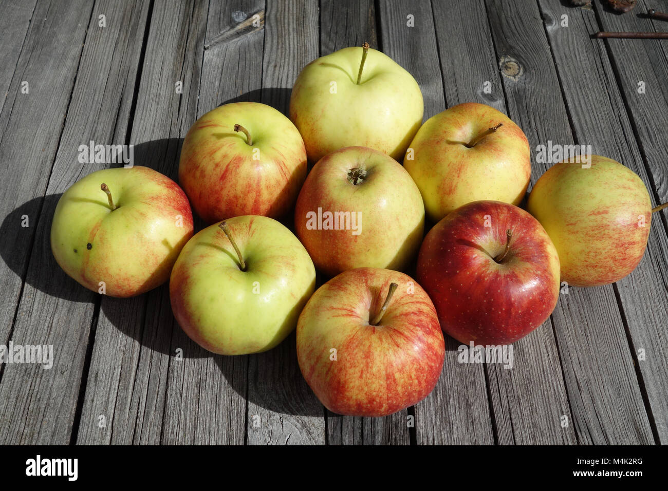 Malus domestica Jonagored, apple-sort Stock Photo - Alamy