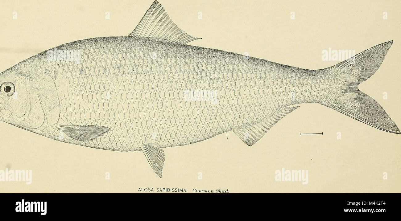 'Artificial Propagation of the Shad and Pike Perch' (1903) explores ...