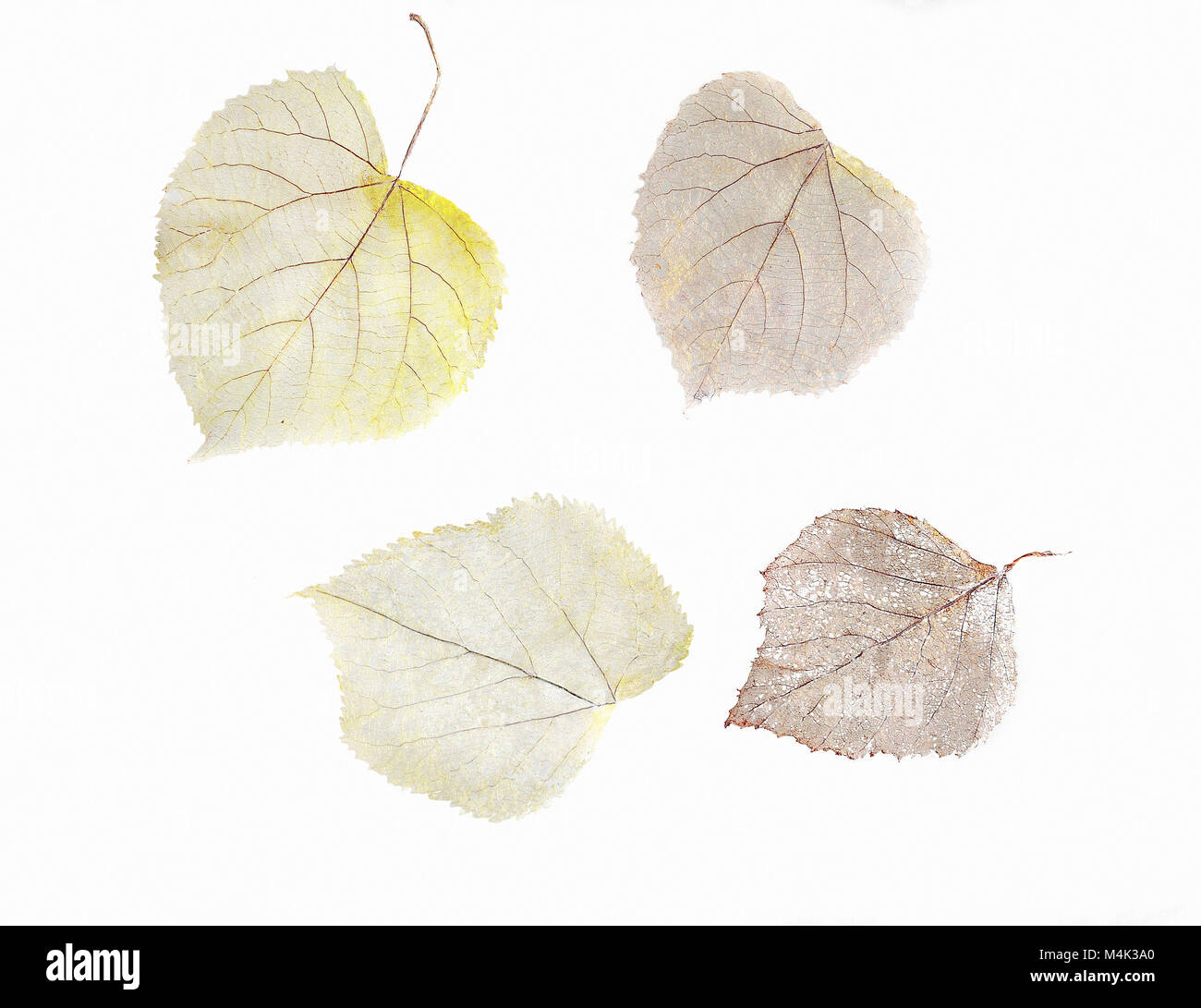 Herbarium from dried skeleton leaves of birch tree and linden Stock ...