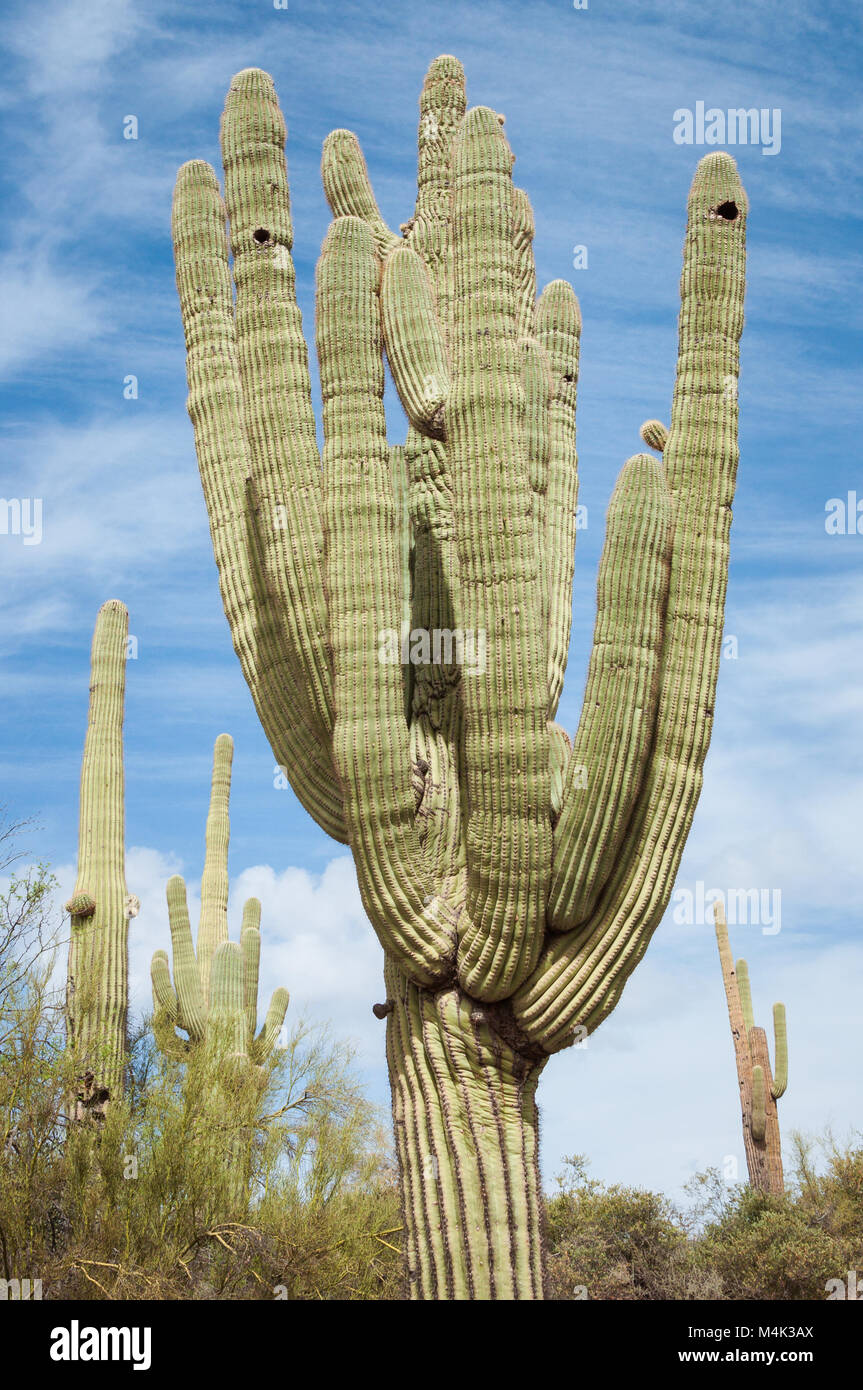 Large Saguaro Cactus against blue sky photographed in the Saguaro ...