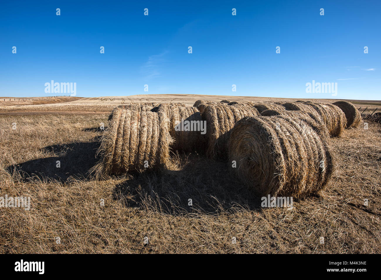 Large round hay bales sit under a clear blue sky near Davenport ...