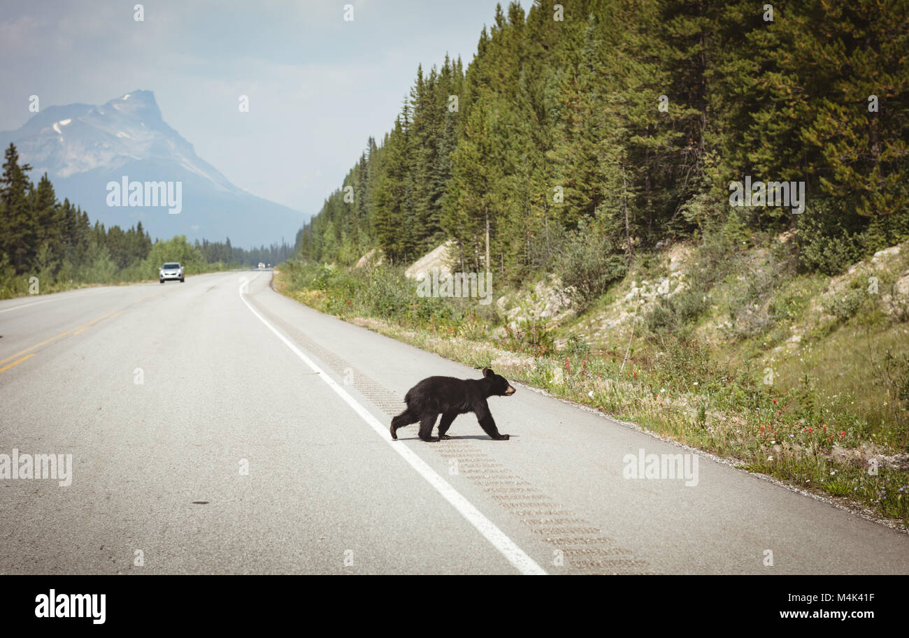 Bear walking on a road at countryside Stock Photo - Alamy