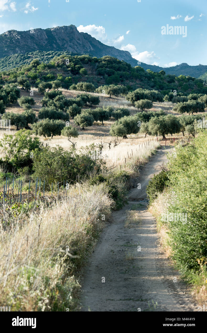 Cork plantation hi-res stock photography and images - Alamy