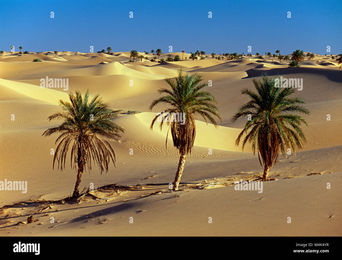 Algeria. Timimoun. Western Sand Sea. Grand Erg Occidental. Sahara ...