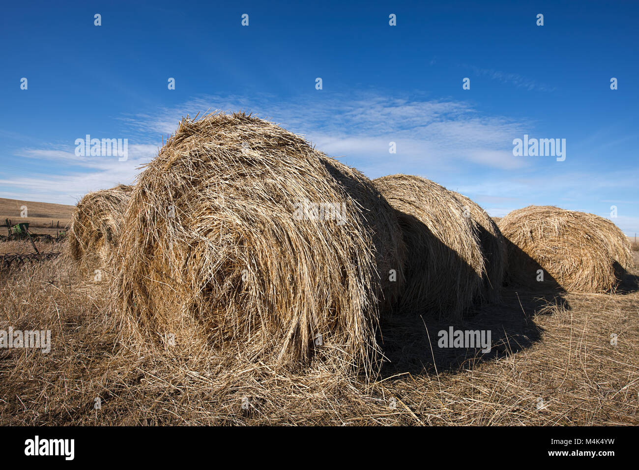 Large round hay bales sit under a clear blue sky near Davenport ...