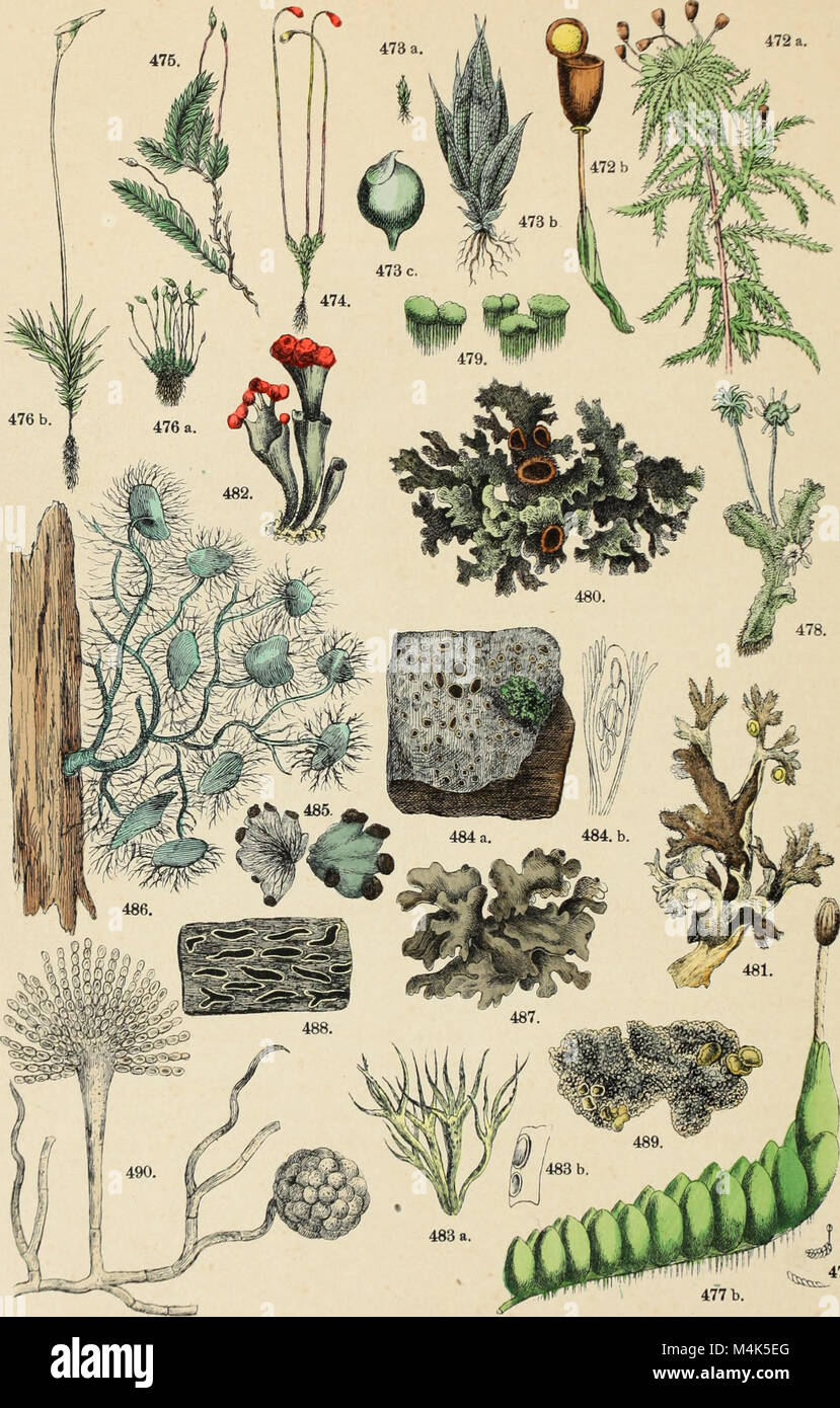 Atlante botanico; secondo il sistema naturale di De Candolle; 85 tavole ...