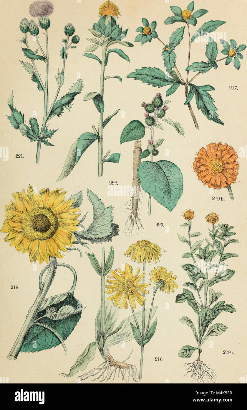 Atlante botanico; secondo il sistema naturale di De Candolle; 85 tavole ...