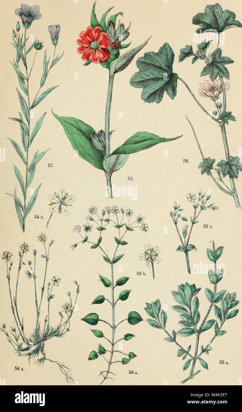 Atlante botanico; secondo il sistema naturale di De Candolle; 85 tavole ...