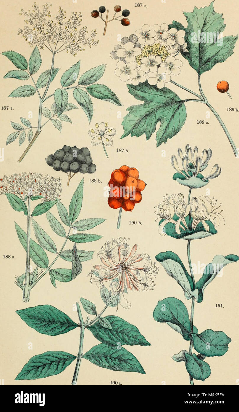 Atlante botanico; secondo il sistema naturale di De Candolle; 85 tavole ...