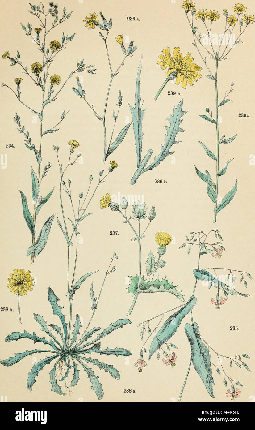 Atlante botanico; secondo il sistema naturale di De Candolle; 85 tavole ...