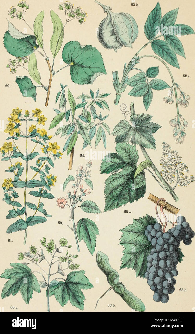 Atlante botanico; secondo il sistema naturale di De Candolle; 85 tavole ...